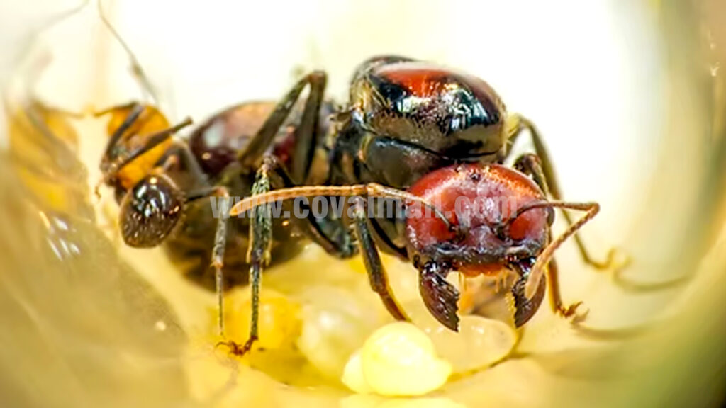 Ant Smuggling - The Covai Mail