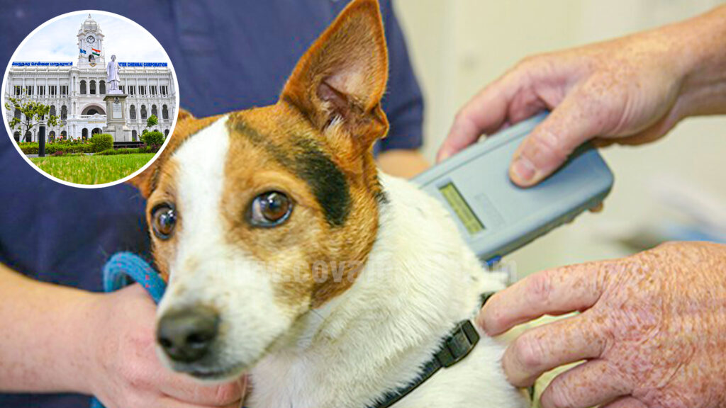 Microchipping Launched for Pet and Stray Dogs - The Covai Mail